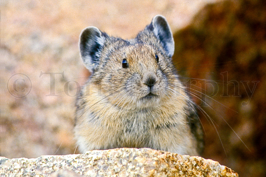 Pika Face – Tom Murphy Photography