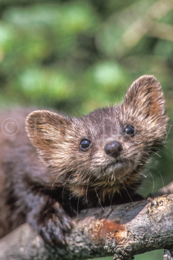 Pine Marten Head – Tom Murphy Photography