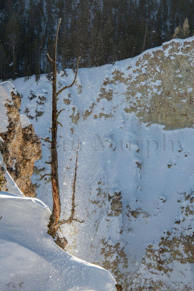 Pine Tree Diamond Dust – Tom Murphy Photography
