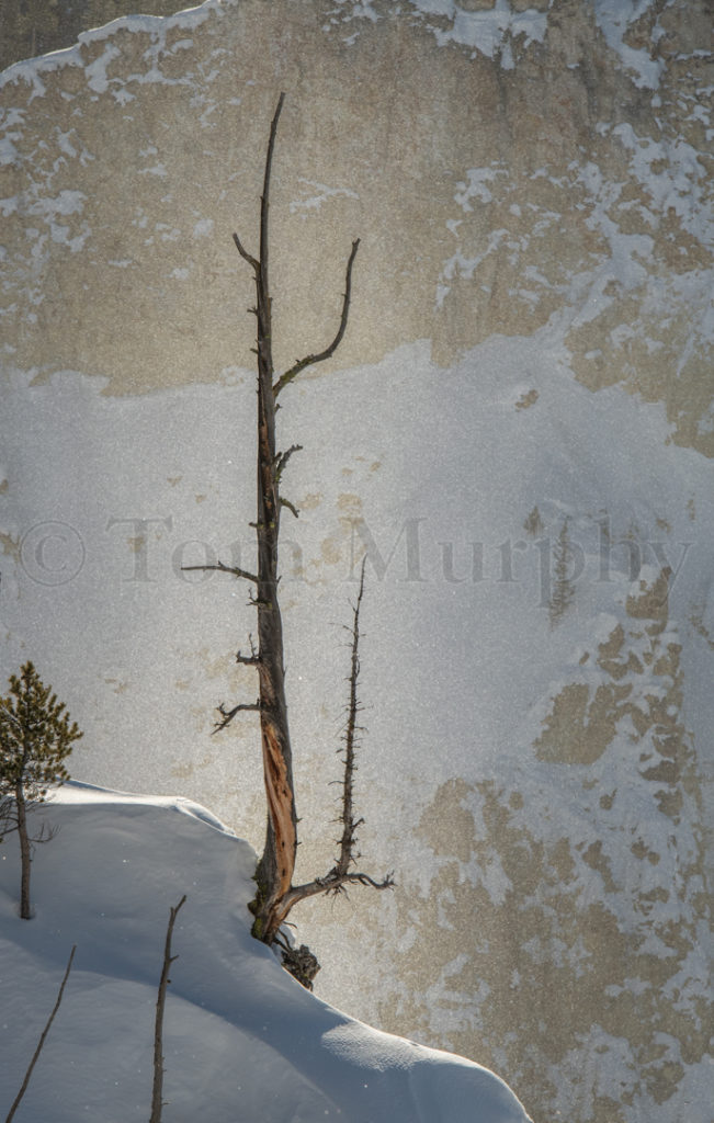 Pine Tree Diamond Dust – Tom Murphy Photography