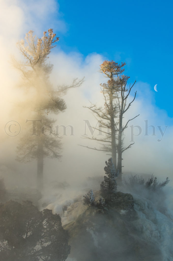 Pine Trees Steam Moon – Tom Murphy Photography