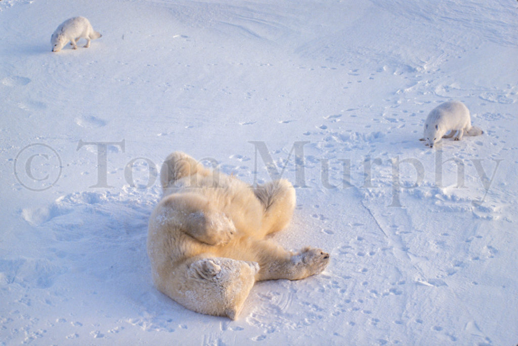 Polar Bear Arctic Foxes – Tom Murphy Photography