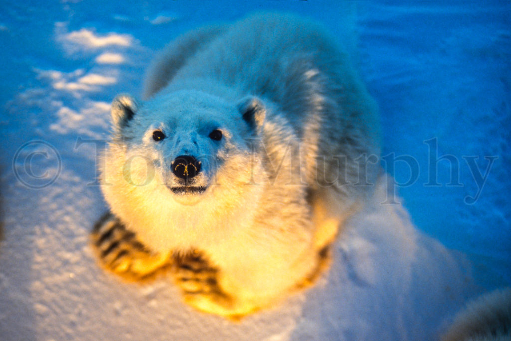 Polar Bear Cub Golden – Tom Murphy Photography