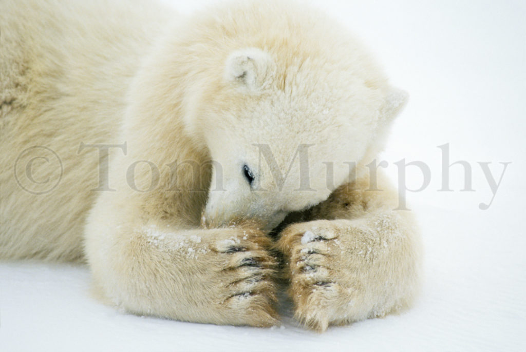 Polar Bear Cub Paws – Tom Murphy Photography