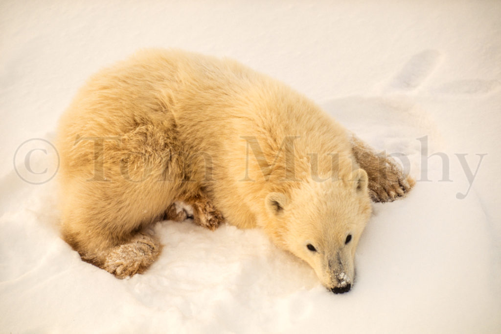Polar Bear Cub – Tom Murphy Photography