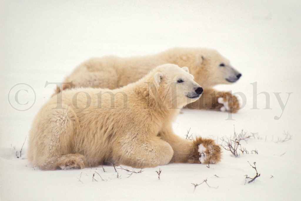 Polar Bear Cubs – Tom Murphy Photography