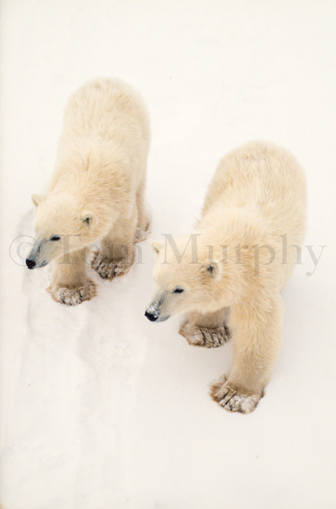 Polar Bear Cubs – Tom Murphy Photography