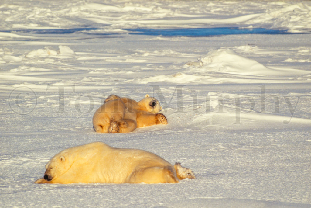 Polar Bears Sleeping – Tom Murphy Photography