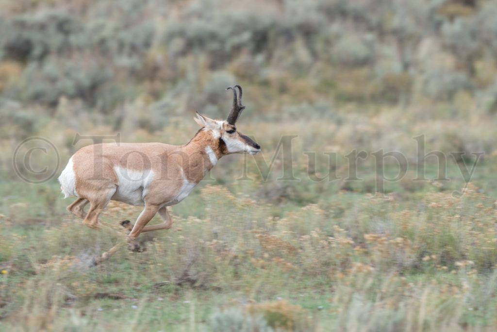 Pronghorn Antelope Running