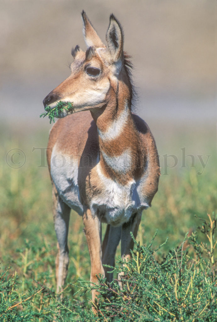 Pronghorn Antelope Doe Chewing – Tom Murphy Photography