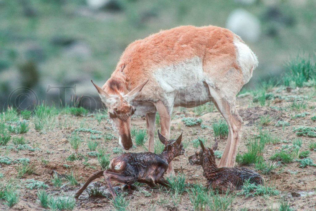 Pronghorn Antelope Doe Newborn Twins – Tom Murphy Photography