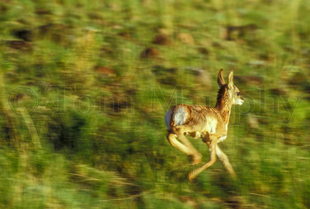 Pronghorn Antelope Fawn Running – Tom Murphy Photography