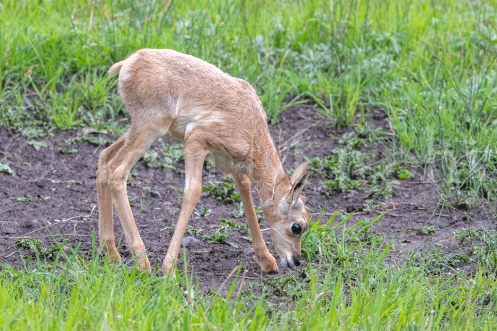 Pronghorn Fawn Eating Grass – Tom Murphy Photography