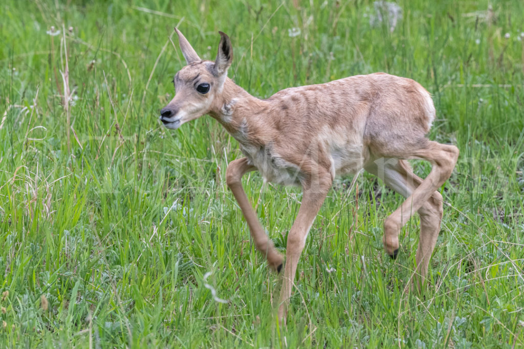 Pronghorn Fawn Walking – Tom Murphy Photography