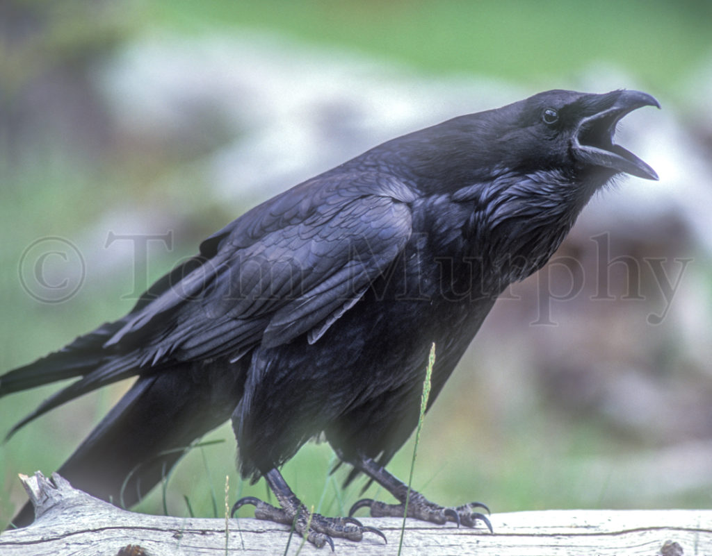 Raven Calling – Tom Murphy Photography