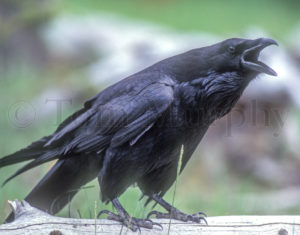 Raven Calling – Tom Murphy Photography