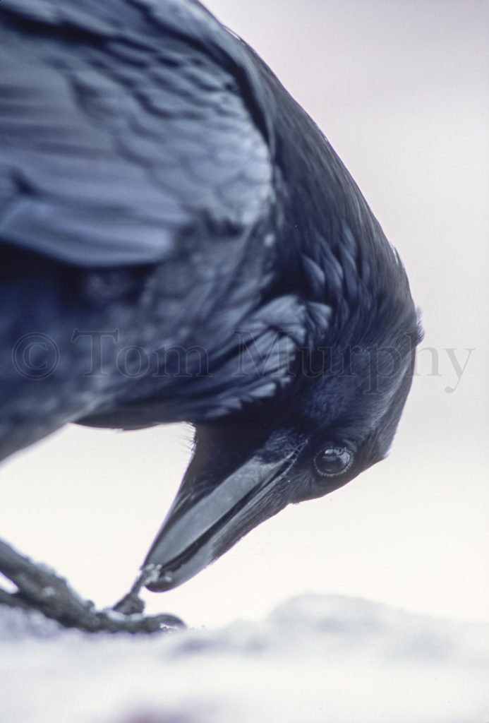 Raven Cleaning Toe – Tom Murphy Photography