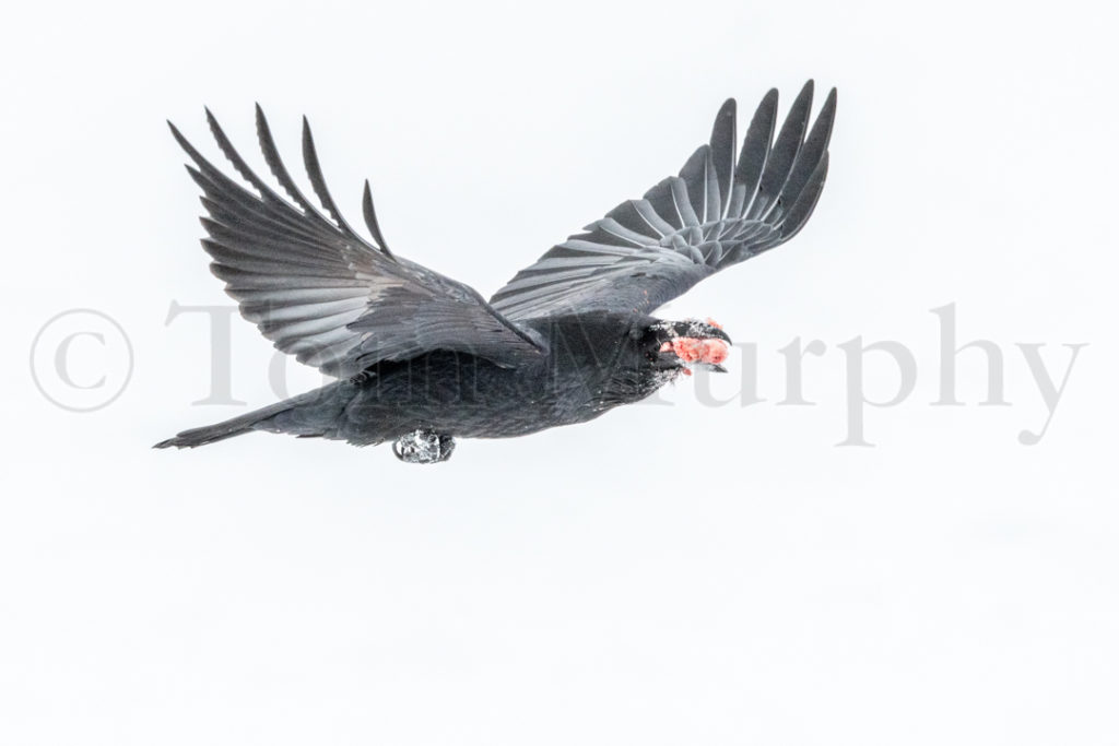 Raven Flying With Meat To Cache – Tom Murphy Photography