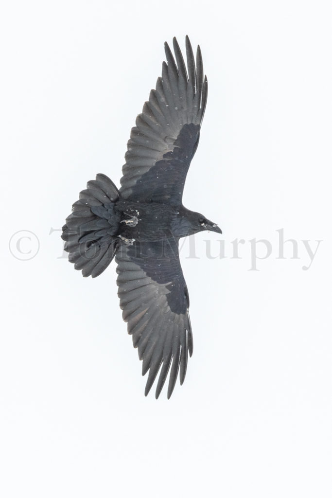 Raven Flying – Tom Murphy Photography