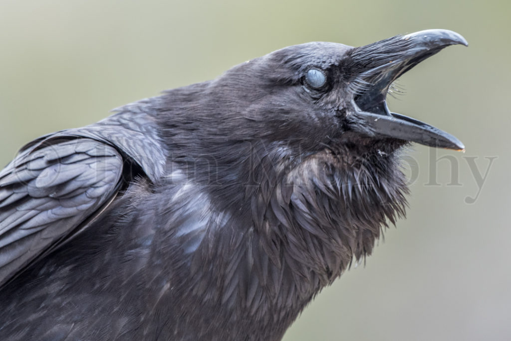 Raven Head Calling Nictitating Membrane – Tom Murphy Photography