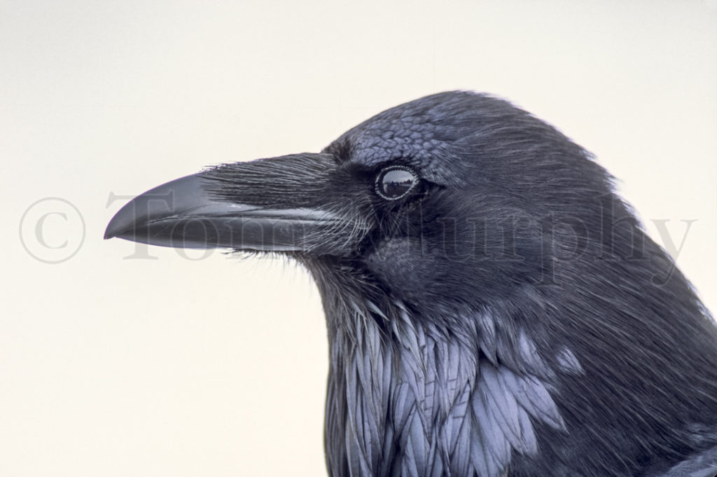 Raven Head – Tom Murphy Photography