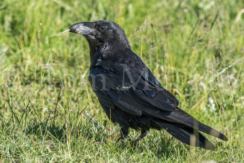 Raven Mouse – Tom Murphy Photography