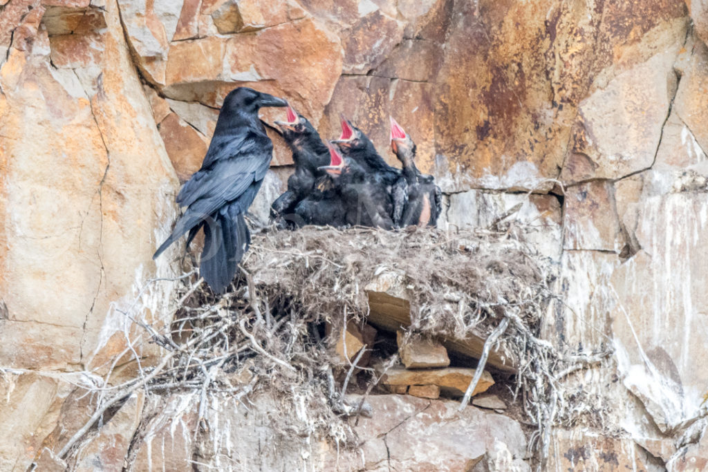 Raven Nest Adult Feeding Chicks – Tom Murphy Photography