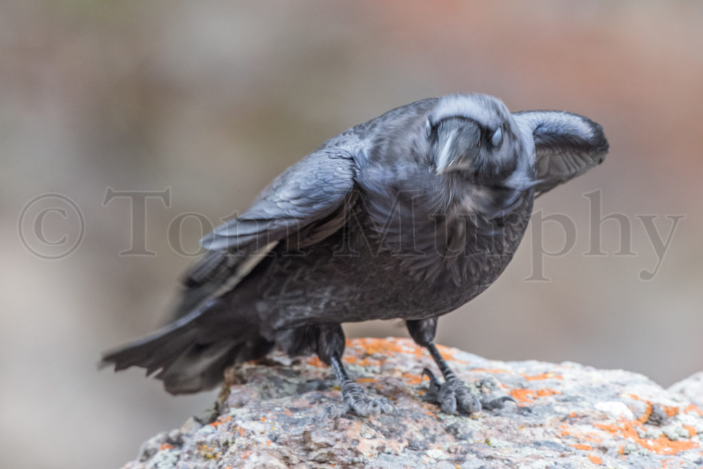 Raven On Rock Nictitating Membrane – Tom Murphy Photography