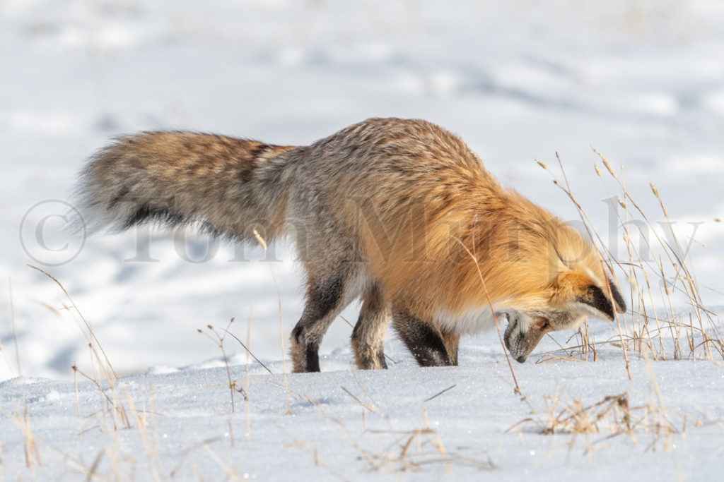 Red Fox Hunting – Tom Murphy Photography