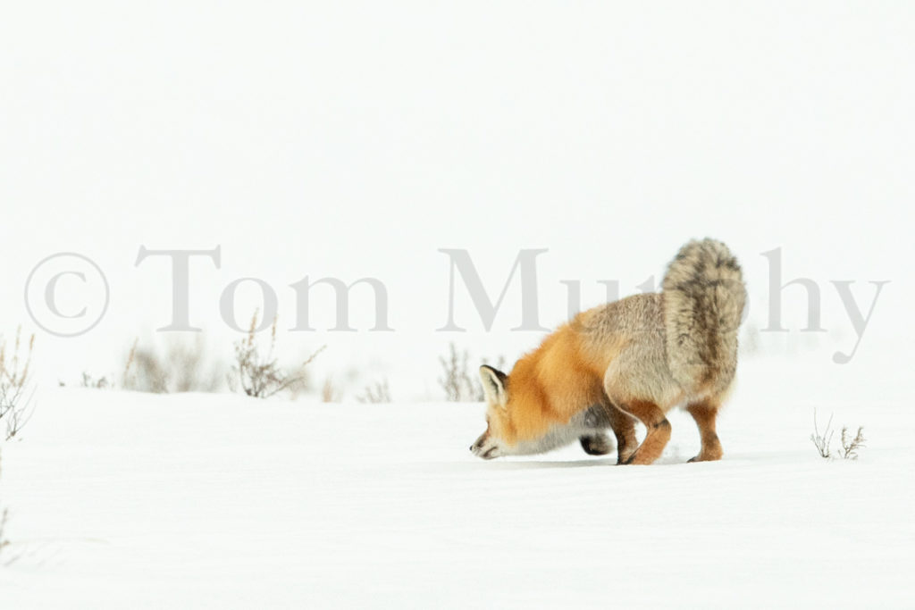 Red Fox Hunting – Tom Murphy Photography