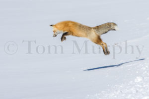 Red Fox Leaping – Tom Murphy Photography