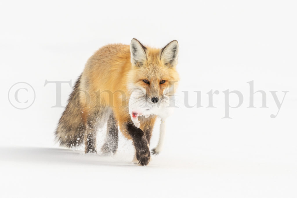 Red Fox Longtailed Weasel – Tom Murphy Photography
