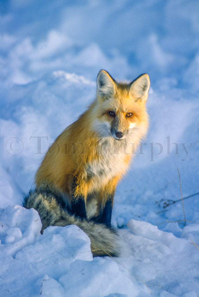 Red Fox Sunset Snow – Tom Murphy Photography
