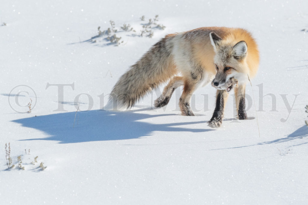 Red Fox Walking In Snow With Meat Stash – Tom Murphy Photography