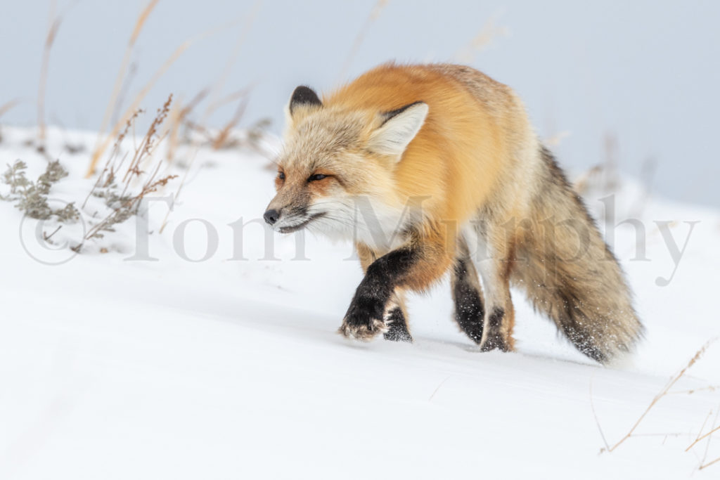 Red Fox Walking In Snow – Tom Murphy Photography
