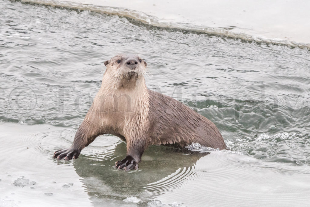 River Otter Edge Of Ice – Tom Murphy Photography