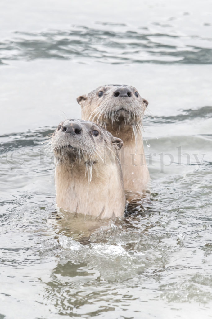 Mustelids (Otter, Badger, Weasel) – Page 3 – Tom Murphy Photography