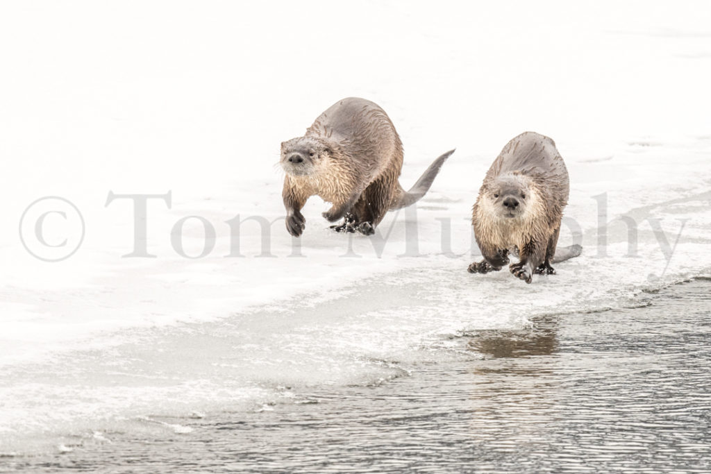 River Otters Running On Ice – Tom Murphy Photography