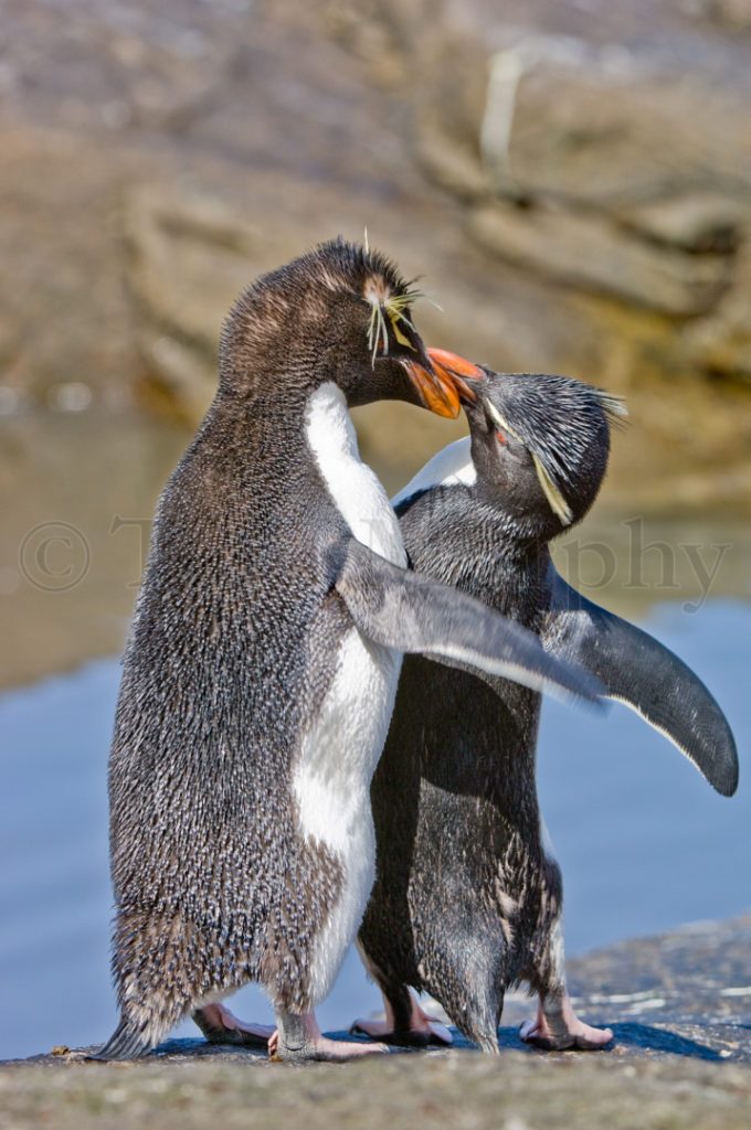 Rockhopper Penguin Hug – Tom Murphy Photography
