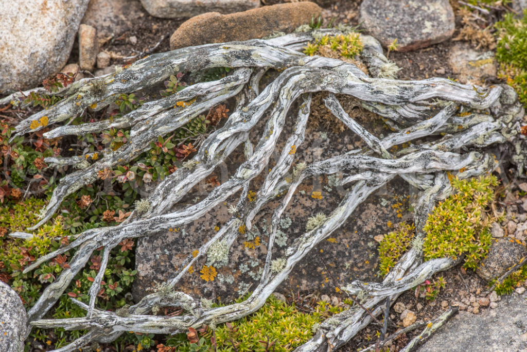 Roots Lichens Rocks – Tom Murphy Photography