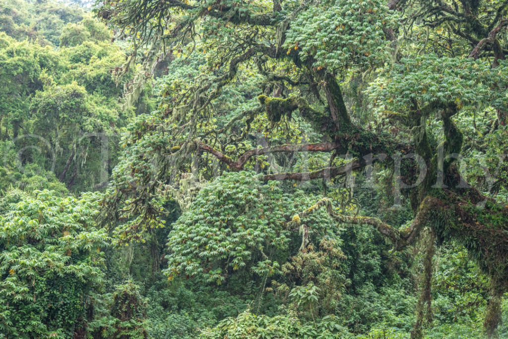 Rwanda Jungle Trees Vines – Tom Murphy Photography