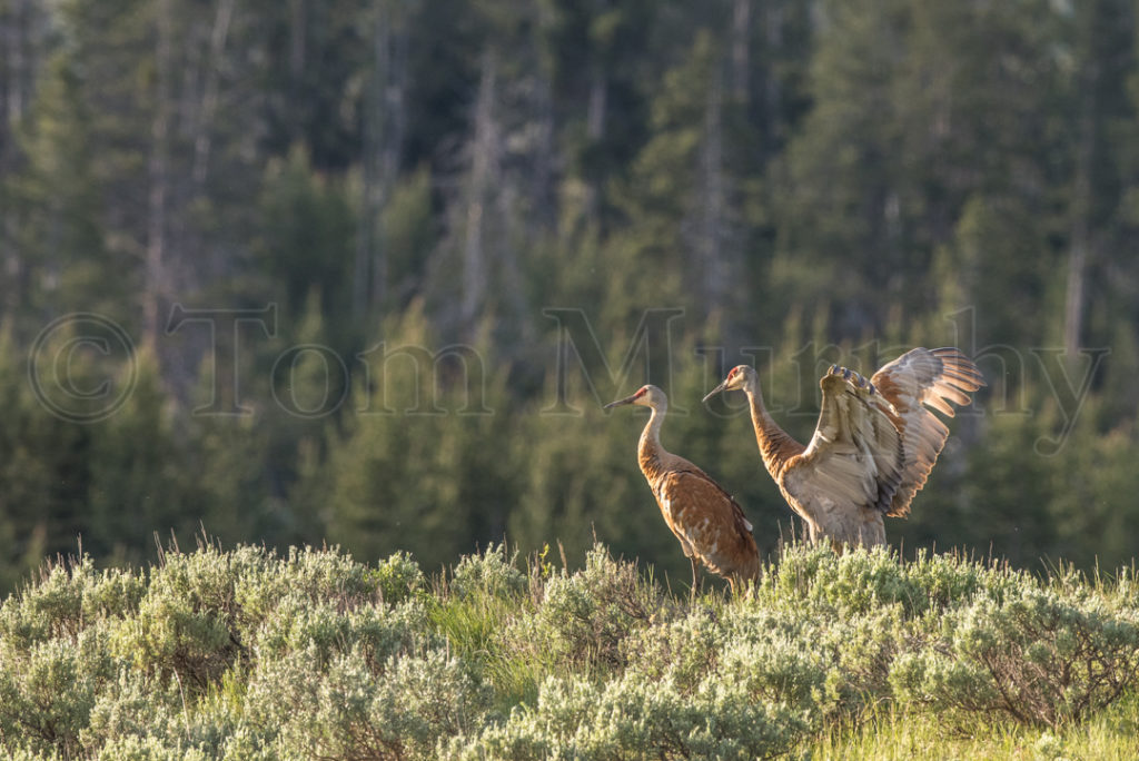 Sandhill Cranes Courtship Dance – Tom Murphy Photography