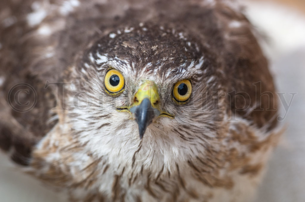 Sharp Shinned Hawk Head – Tom Murphy Photography