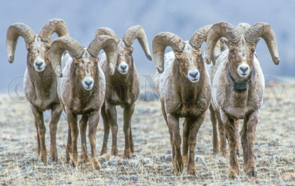Six Bighorn Rams – Tom Murphy Photography