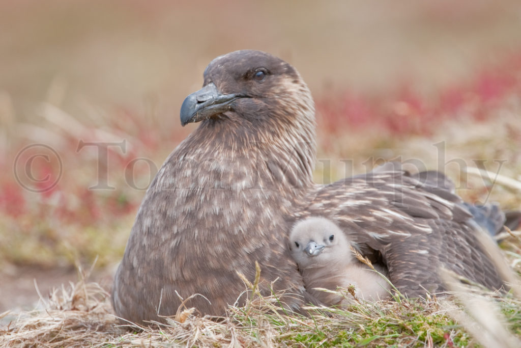 Skua Adult & Chick – Tom Murphy Photography