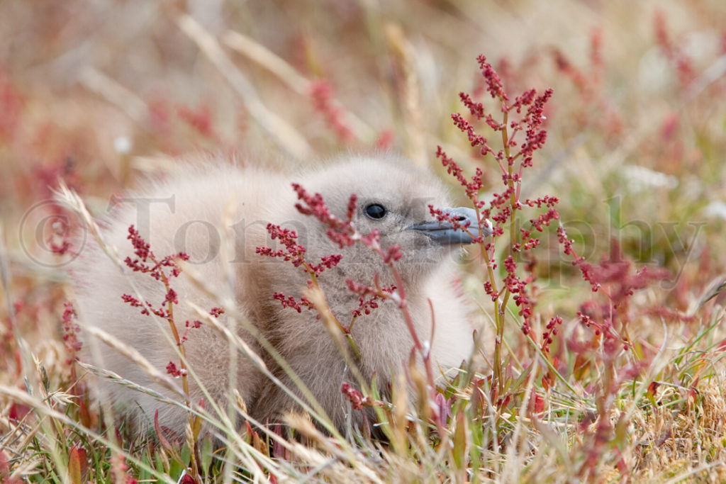 Skua Chick – Tom Murphy Photography