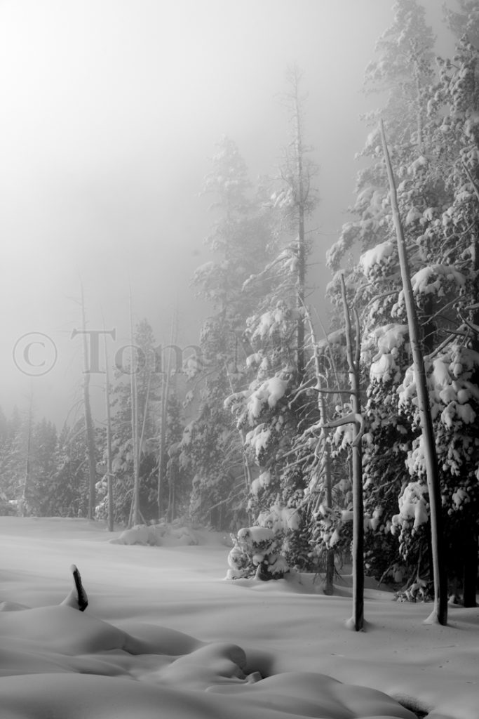 Snow Covered Pine Trees – Tom Murphy Photography