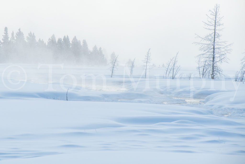 Snow Field Steam Trees – Tom Murphy Photography