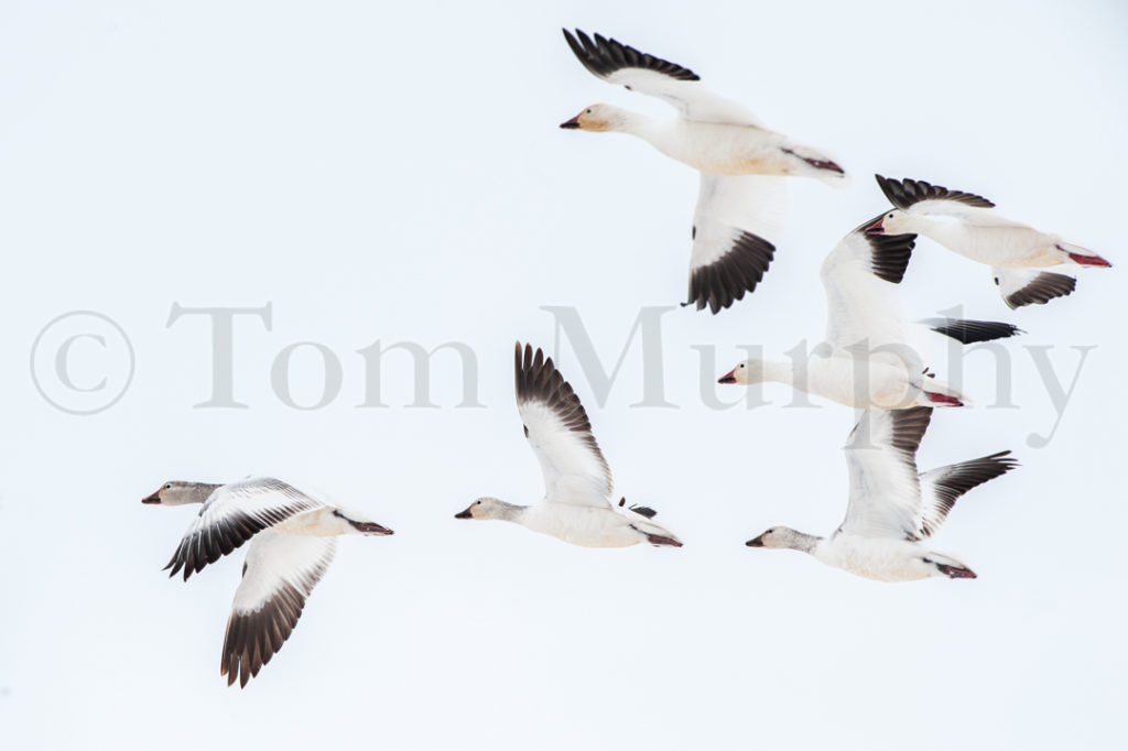 Snow Geese – Tom Murphy Photography