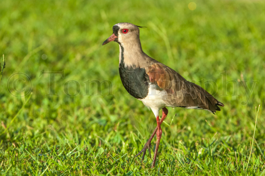 Southern Lapwing Argentina – Tom Murphy Photography